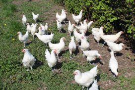 Bresse Chicken Breed Profile - Backyard Poultry